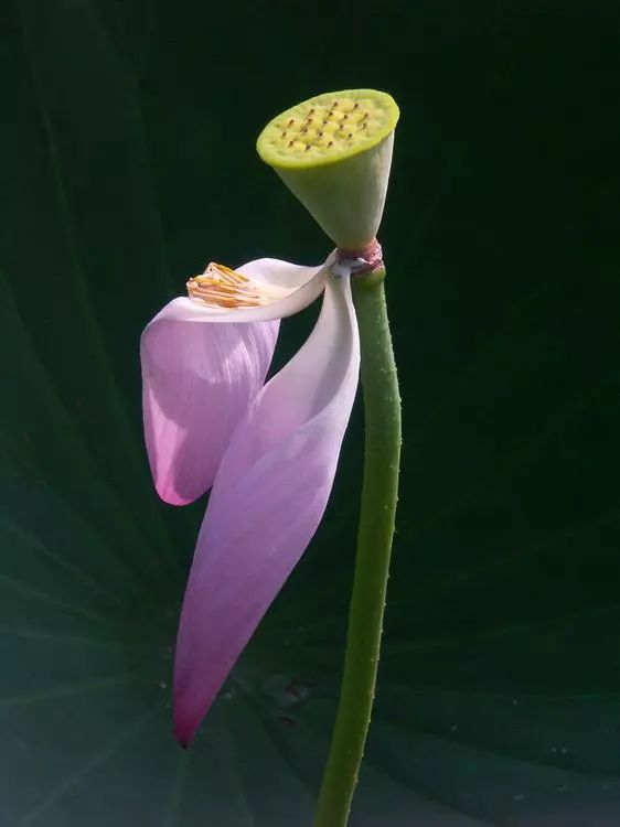 学习这11个荷花拍摄技巧，称霸拍荷花的季节！__财经头条