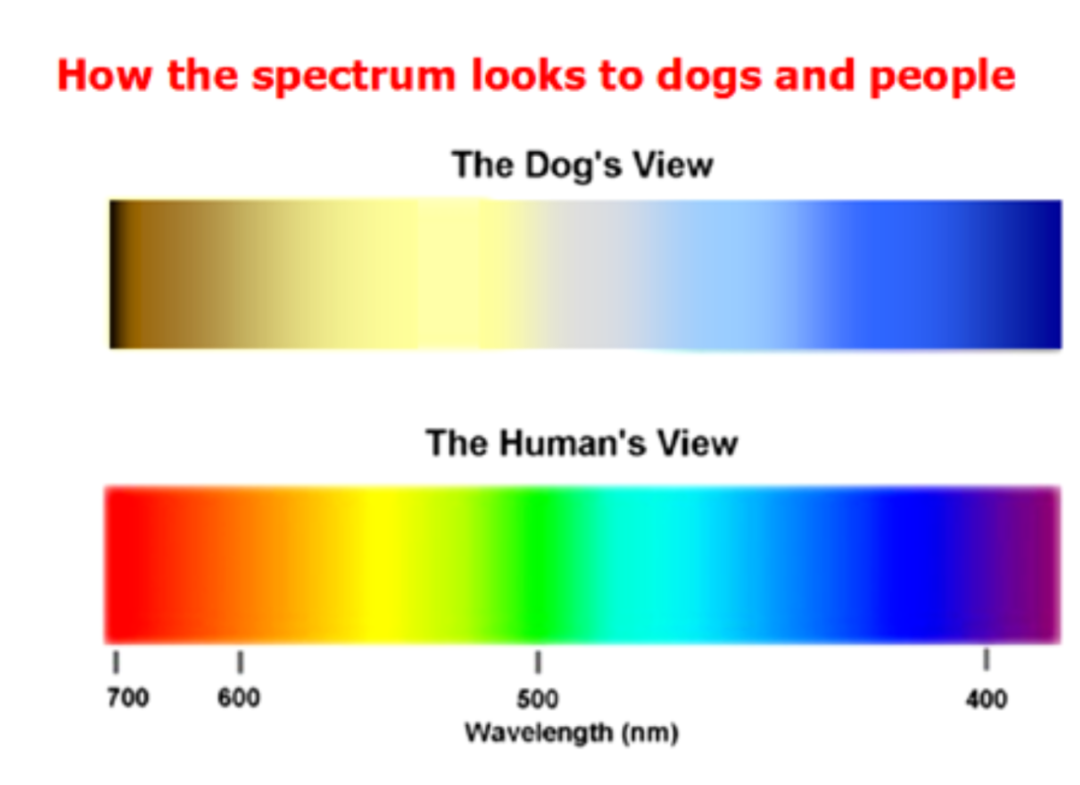 男女眼中的世界一样吗？｜柴知道|视锥细胞|人眼|男女_新浪新闻