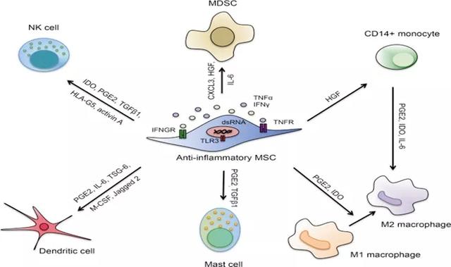 世界上首例诱导多能干细胞（IPSC）治疗帕金森病手术|诱导多能干细胞|干细胞_新浪新闻