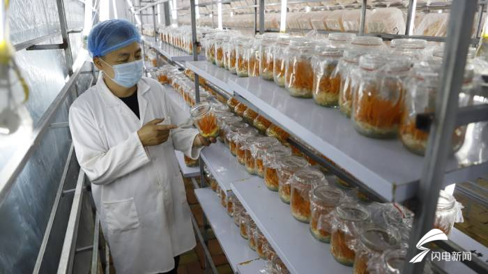 42秒｜十年育一菌株！德州首家蛹虫草生产基地迎来采收 年产量达1200余公斤