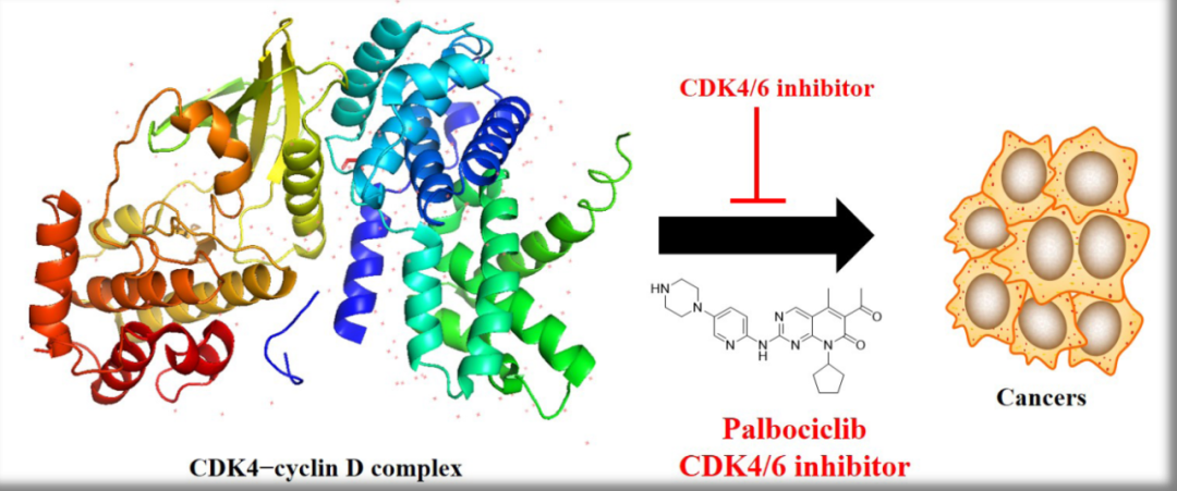 CDK4/6：First-in-Class年销50亿美元，恒瑞、贝达、君实争相布局|抑制剂|品种|乳腺癌_新浪新闻