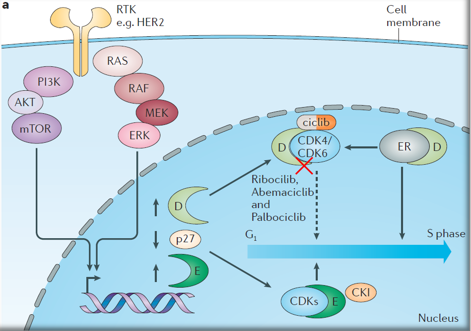 CDK4/6：First-in-Class年销50亿美元，恒瑞、贝达、君实争相布局|抑制剂|品种|乳腺癌_新浪新闻