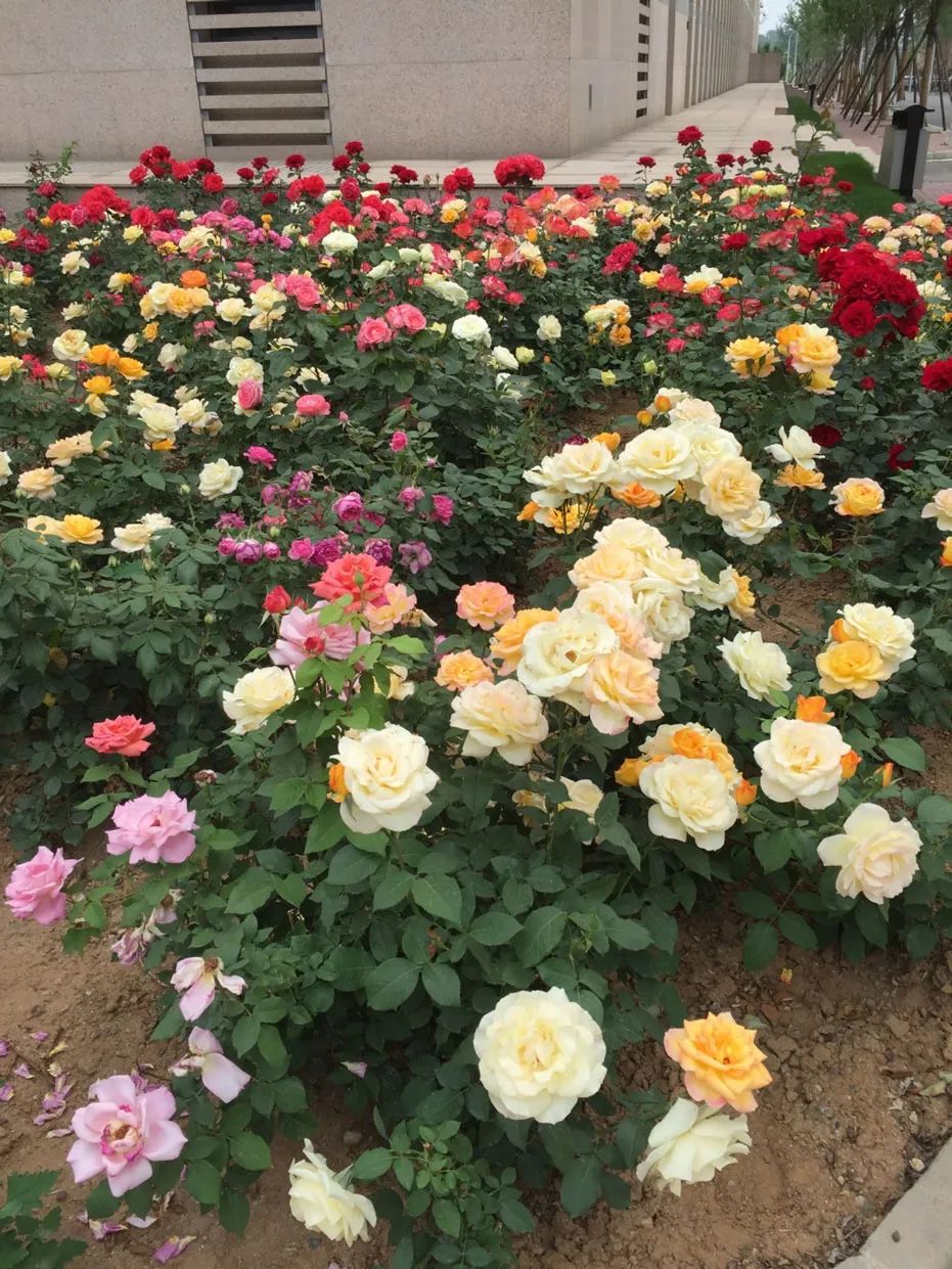 传奇还将继续——怀念一代宗师Ward Plummer