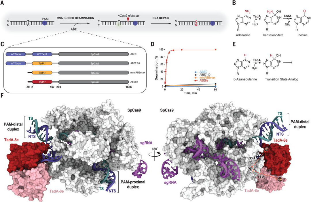 比早期ABEs快1100倍！CRISPR碱基编辑器“新星”ABE8e究竟是如何做到的？|编辑器|碱基|腺嘌呤_新浪新闻