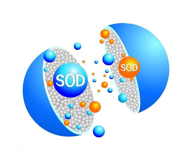 刺梨百科之植物刺梨所含SOD的作用