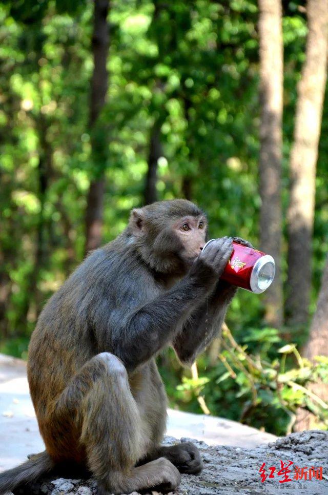 顽猴又惹事！四川西昌一男子被猴群攻击咬伤，摔倒致腰椎骨折送医治疗|泸山|猴群|顽猴_新浪新闻