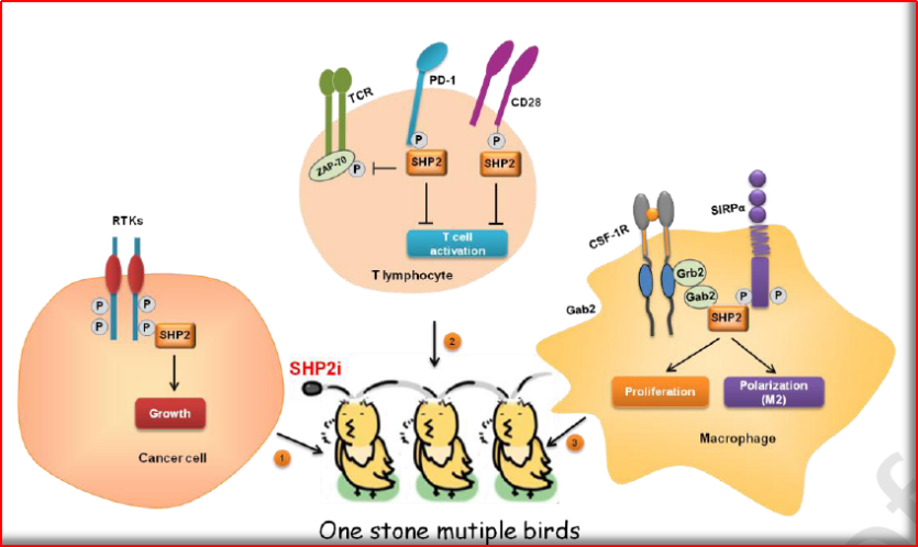 创新型药企瞄准SHP2，该靶点未来可期？|抑制剂|靶点|通路_新浪新闻