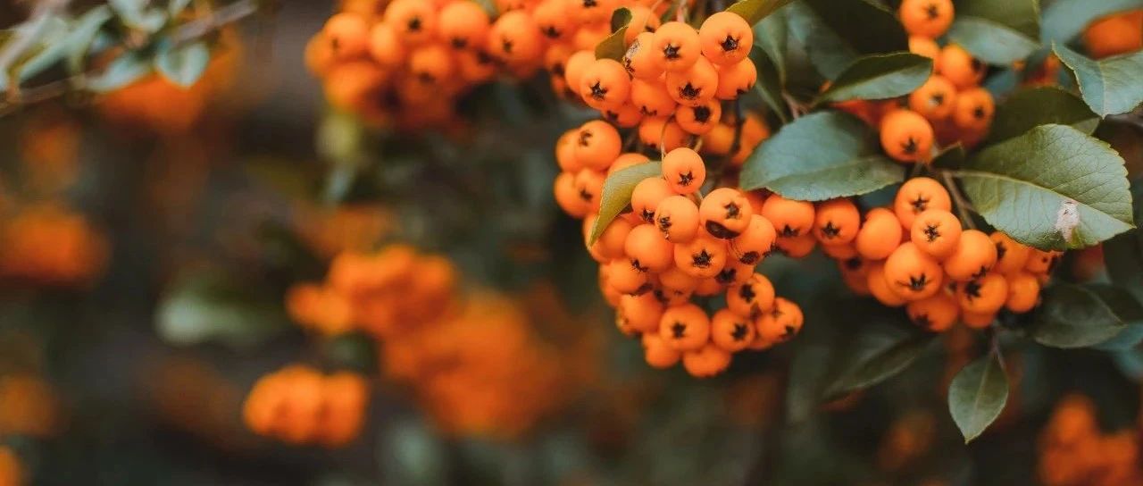 提个醒：营养是鸡蛋的14倍，是牛奶的7.5倍，入冬多吃抵抗力提高10倍！全家受益！|沙棘_新浪新闻