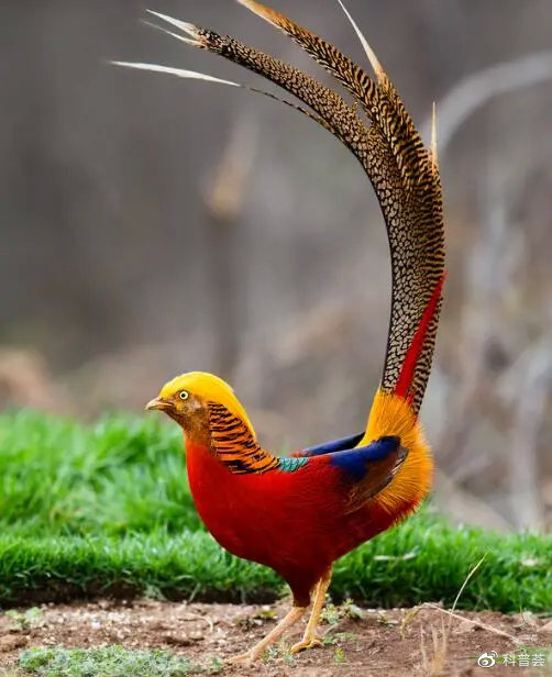 动物为什么要长尾巴？