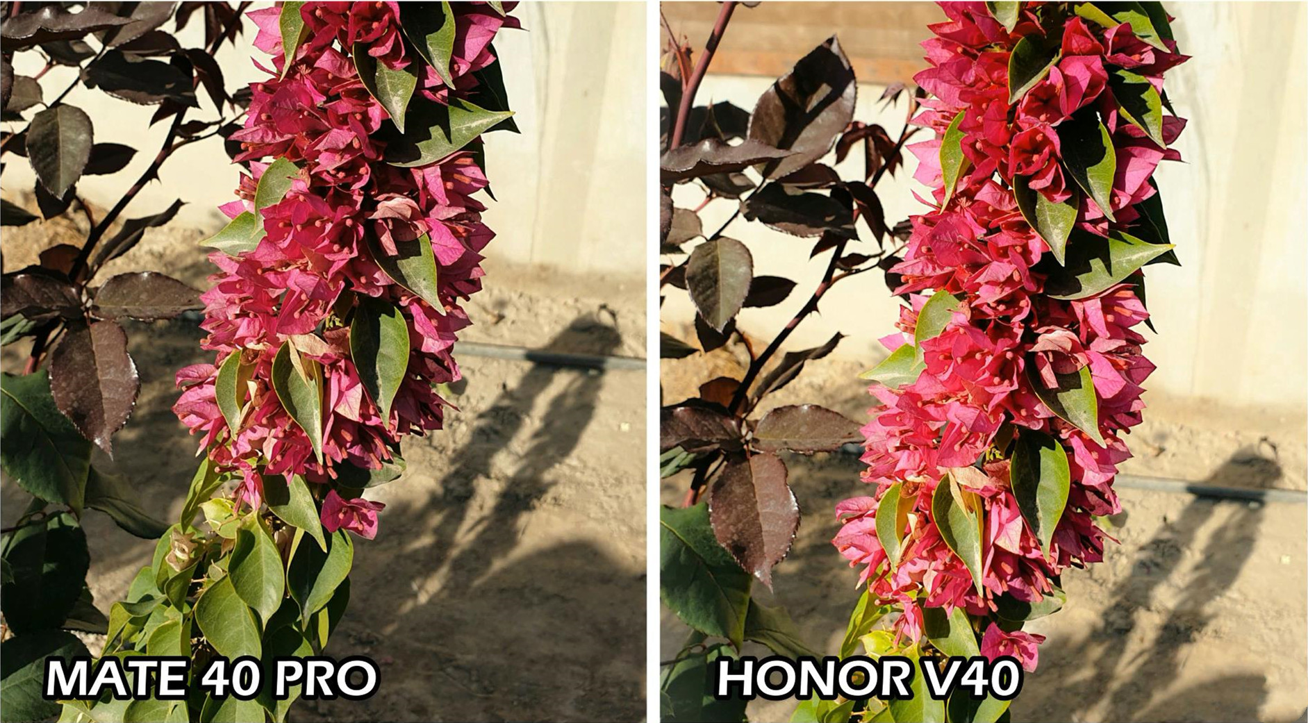 华为Mate40Pro和荣耀V40拍照对比：都是5000万镜头，区别有多大__财经头条