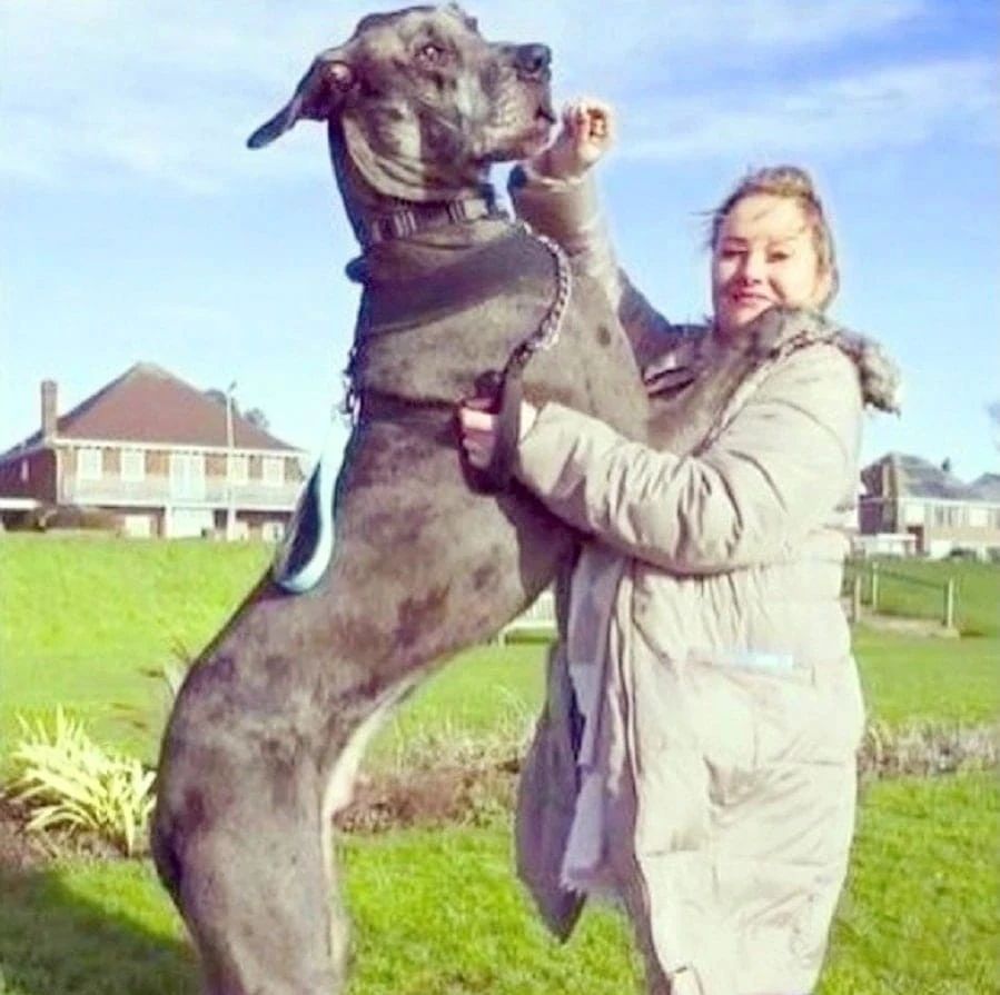 世界最高的狗子走了…直立身高2米2，依然是个温柔黏人的大宝宝~|狗|大丹犬_新浪新闻