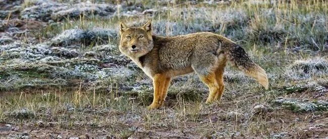 藏狐：脸方又怎样？适合干饭！|高原|藏狐|赤狐_新浪新闻