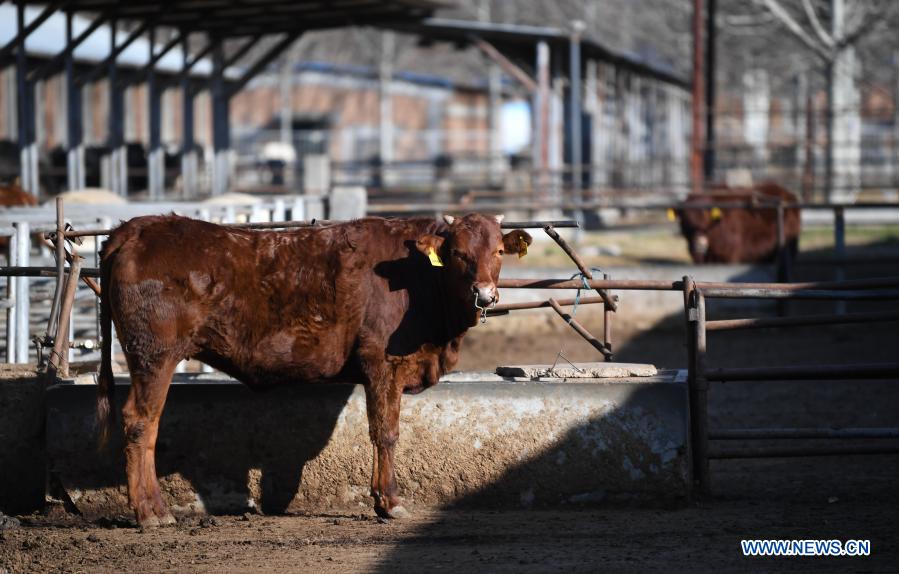 National Beef Cattle Improvement Center in Shaanxi - China News - SINA ...