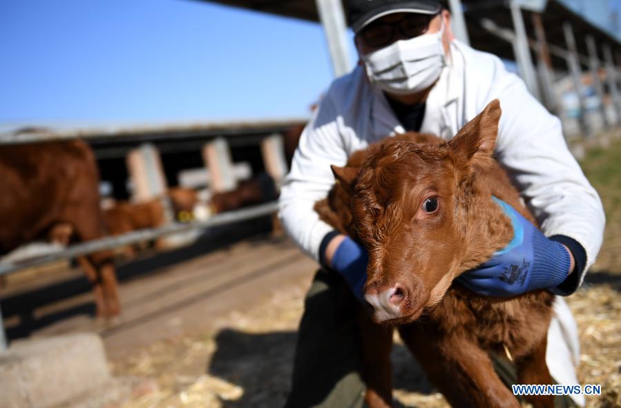 National Beef Cattle Improvement Center in Shaanxi - China News - SINA ...