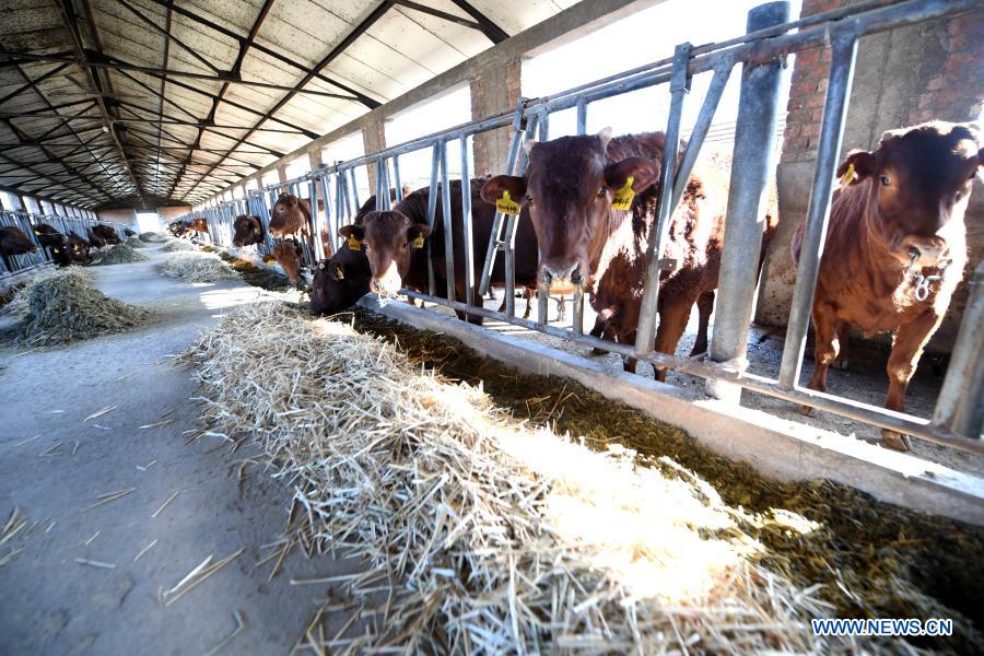 National Beef Cattle Improvement Center in Shaanxi - China News - SINA ...