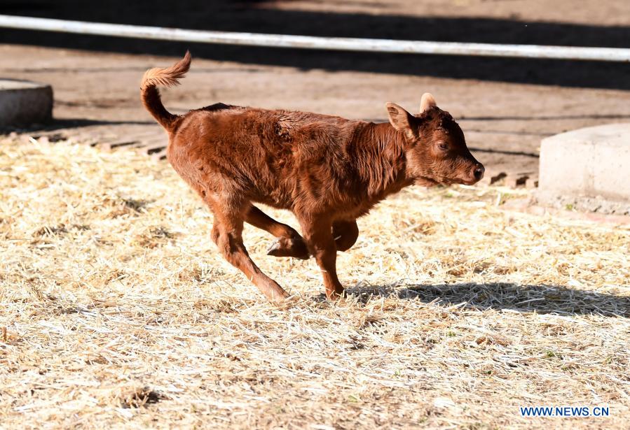 National Beef Cattle Improvement Center in Shaanxi - China News - SINA ...