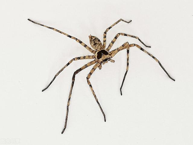 家中常见昆虫大集合(多数人叫不上名字)以及防治妙招|美洲|昆虫|隐翅虫_新浪新闻