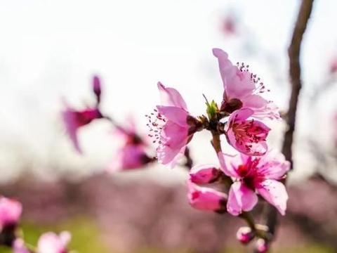 青溪十里桃花迎来最美观赏期,还有汉服小姐姐与你吴房相约|桃花|汉服|青溪_新浪新闻