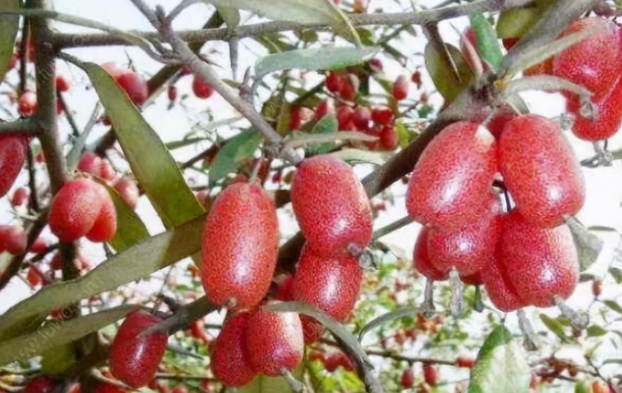 5种农村常见的野果，看看你吃过几种？