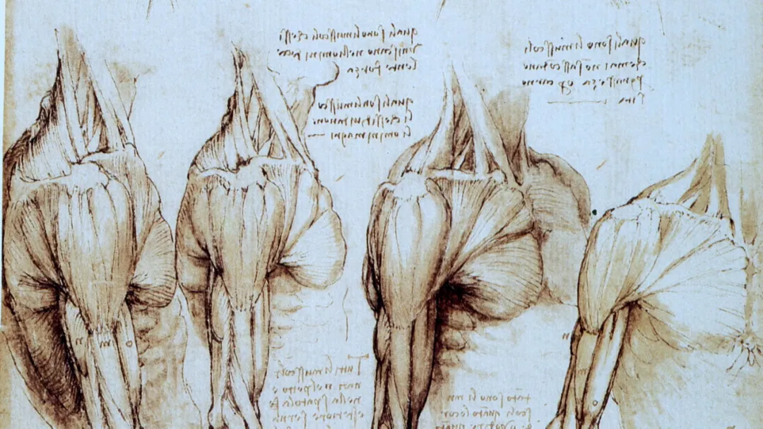 为了这个神秘的微笑，达芬奇连解剖学都用上了