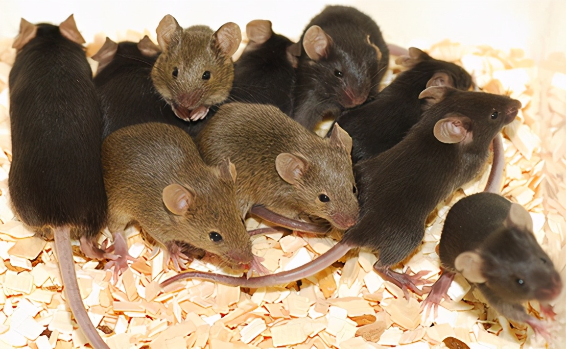 25号宇宙模拟实验：在乌托邦里，庞大鼠群仅560天便走向灭亡|霍恩|神秘力量|宇宙_新浪新闻