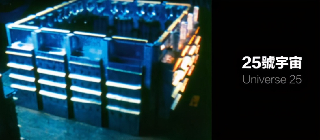 25号宇宙模拟实验：在乌托邦里，庞大鼠群仅560天便走向灭亡|霍恩|神秘力量|宇宙_新浪新闻