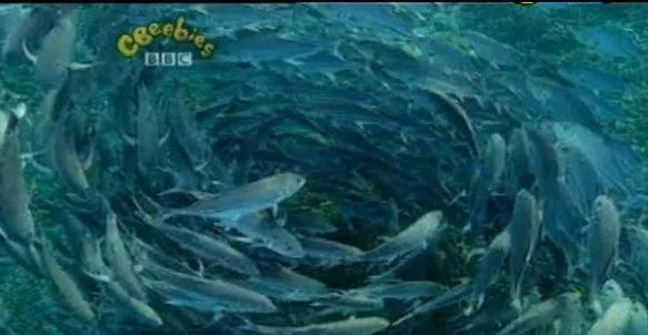 BBC CBeebies的王牌自然科学节目 - Our Planet 35集全