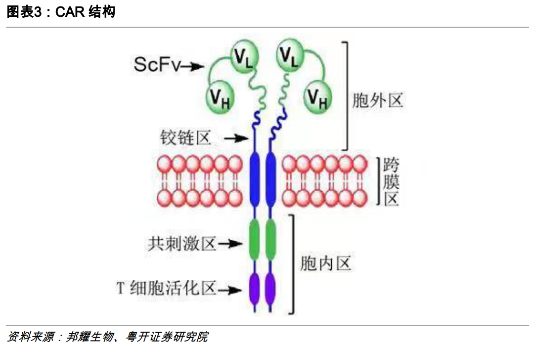 CAR-T细胞疗法专题研究：行远自迩，踔厉奋发__财经头条
