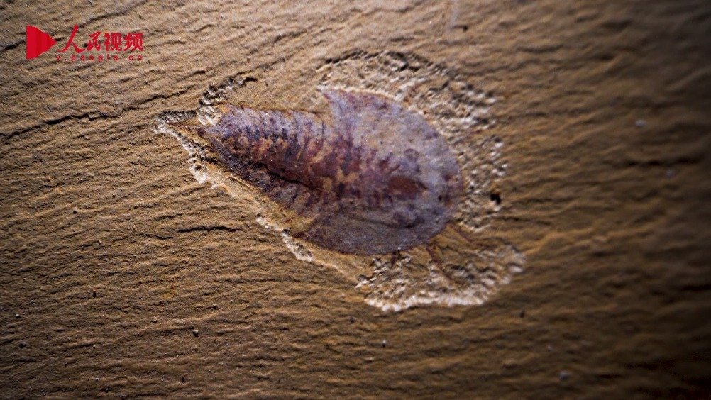 对话帽天山古生物 新月形中华谜虫_新浪新闻