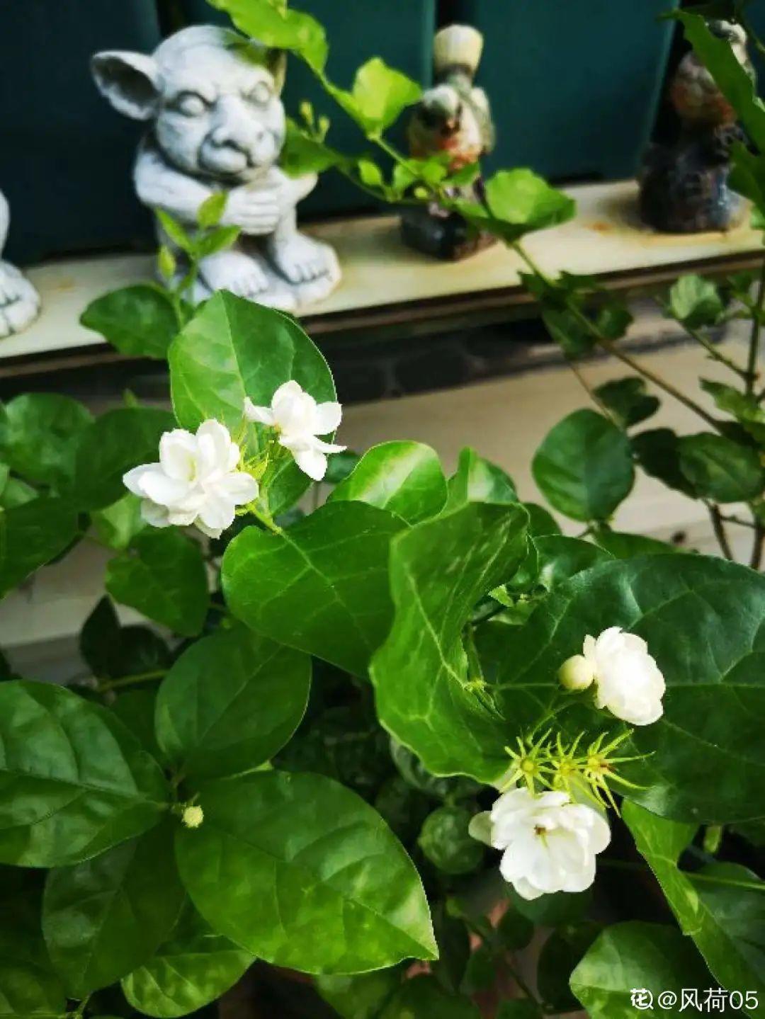 夏天养茉莉，越热越爆盆，适当修剪开花爆盆|茉莉|重瓣|花苞_新浪新闻