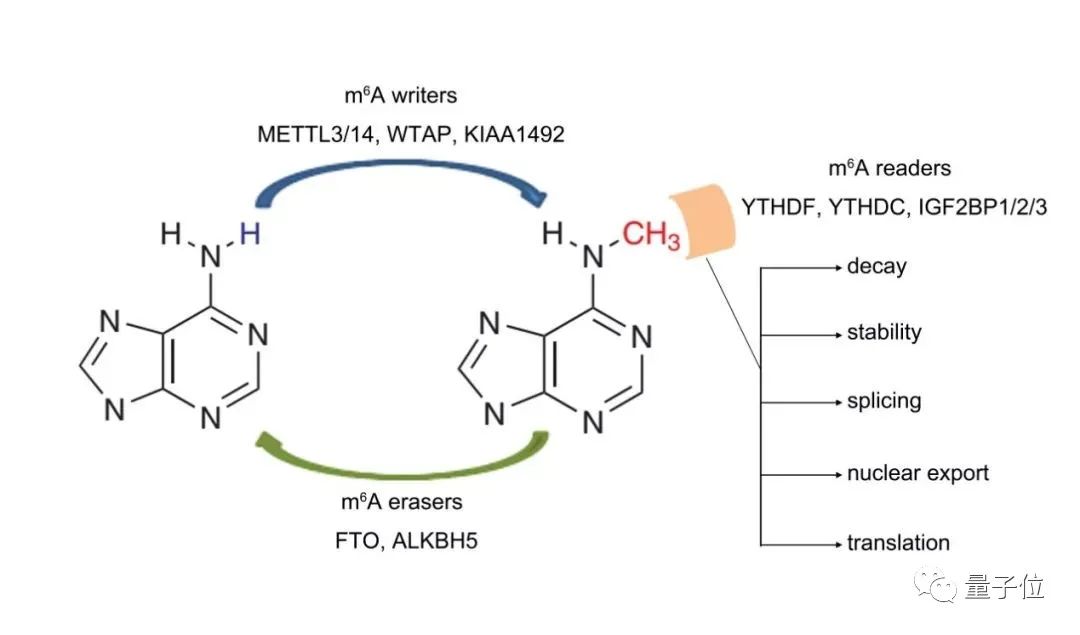 转入肥胖基因改造RNA，作物增产50%__财经头条