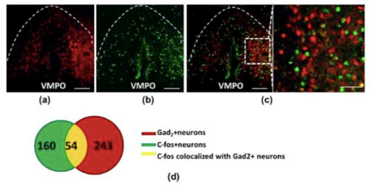 冬天食欲大增，大脑谁说了算？| 脑科学科普专栏011期|小鼠|神经元|温度_新浪新闻