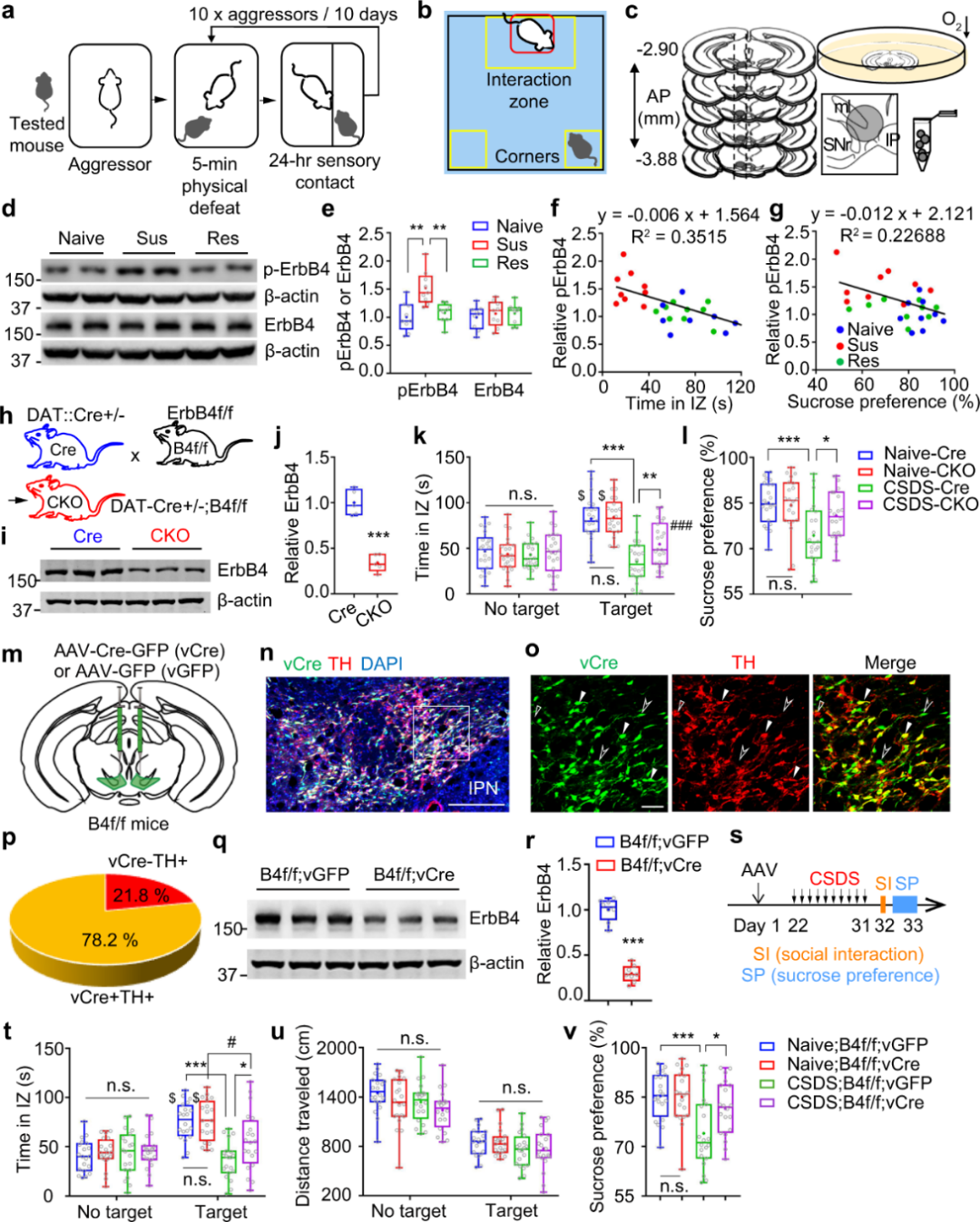 Nature子刊：通过奖赏系统调控抑郁样行为
