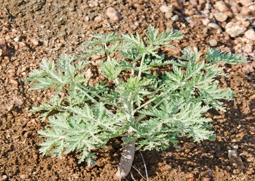 山东乡村100余种野草野菜品种名称识别图像比对,你认识哪些?