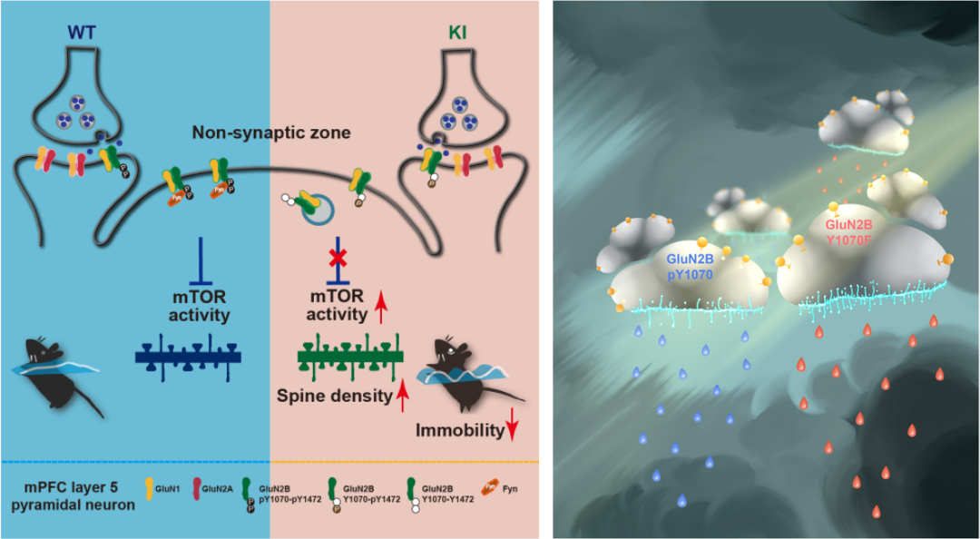 8.28 脑科学日报| Neuron：平衡脑细胞的兴奋性和抑制性的关键分子之一|脑科学_新浪新闻
