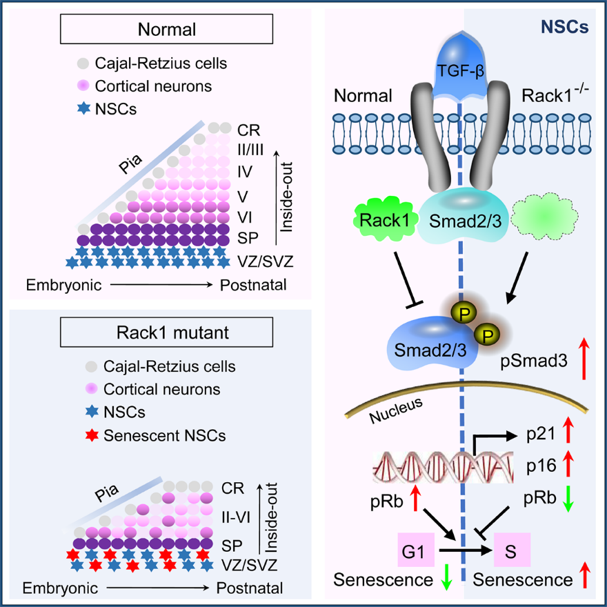 Cell子刊封面：吴海涛组揭示Rack1调控神经干细胞衰老和皮层发育新机制|干细胞_新浪新闻