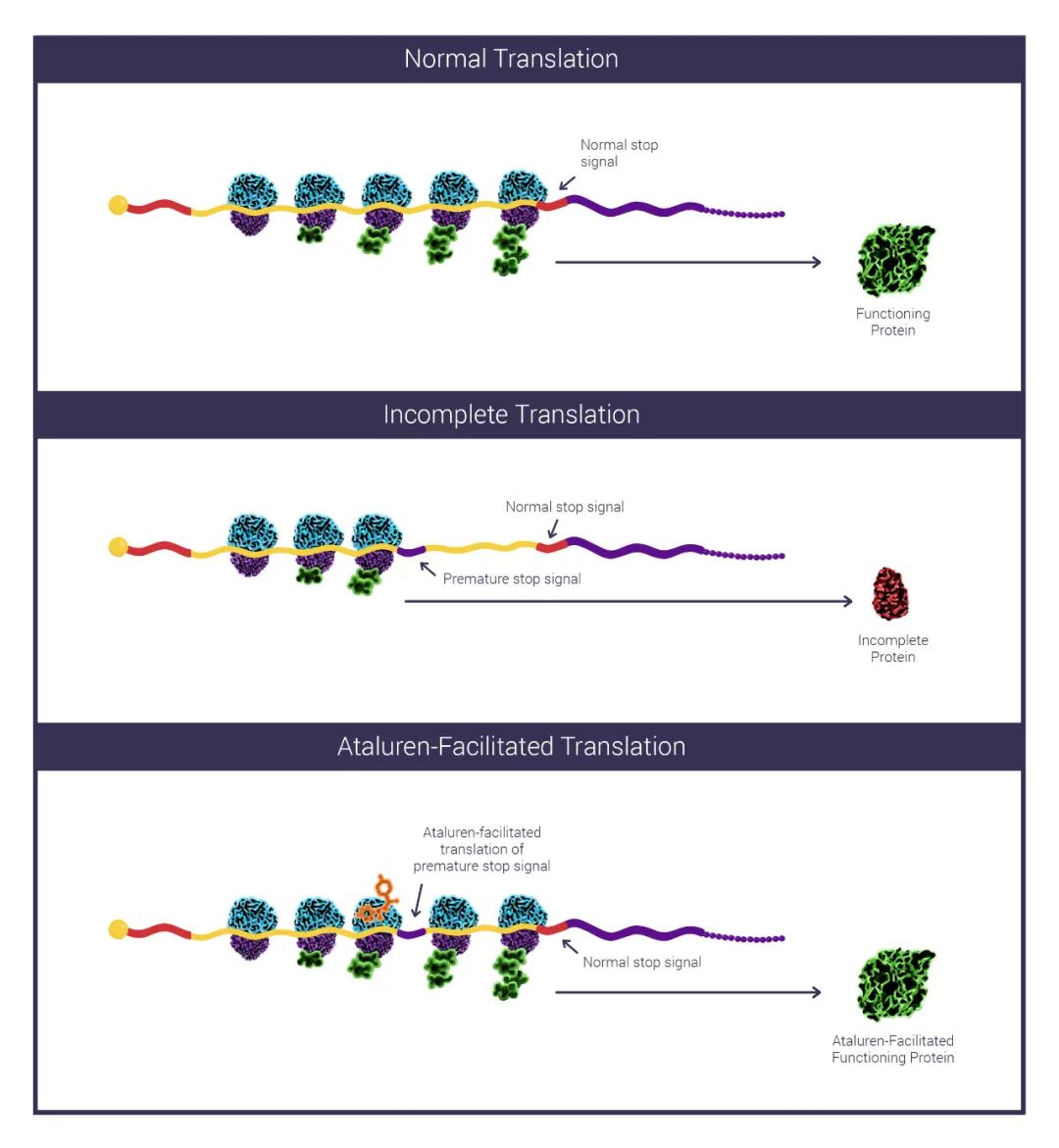 速递 | 让特定DMD患儿多行走5年！真实世界研究展现创新疗法长期疗效