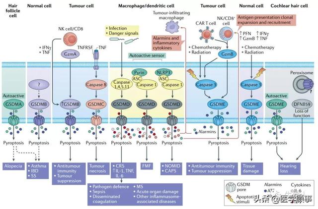 焦亡以及GSDMs蛋白你了解多少呢？|肿瘤_新浪新闻