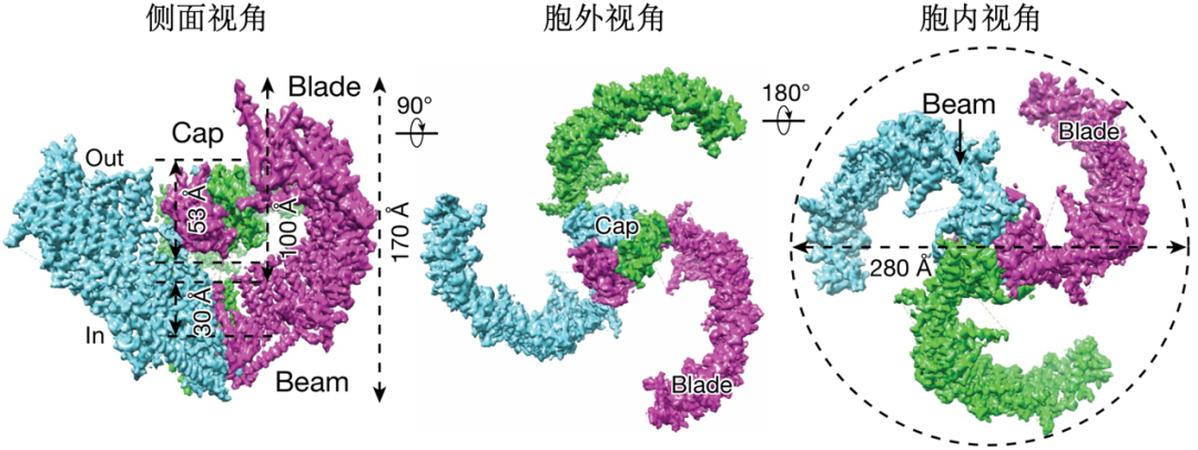 诺奖青睐的触觉研究是怎么做出来的？ | Piezo封神之路（上）