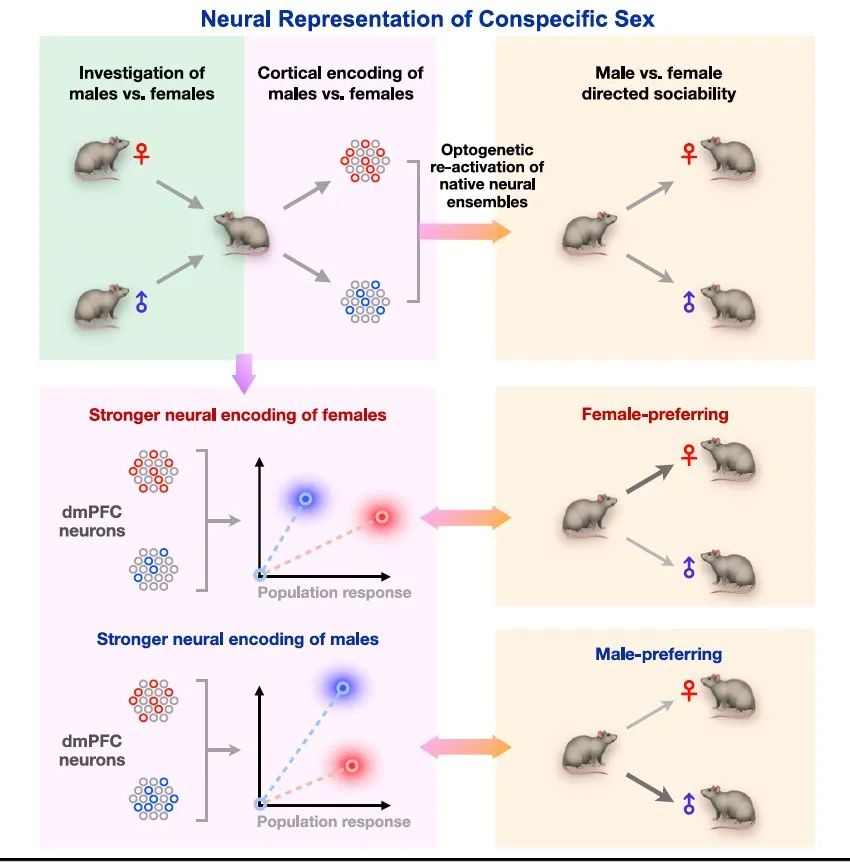 UCLA洪暐哲团队连续发表Cell、Nature、Nat Neurosci和Neuron|加州大学洛杉矶分校_新浪新闻