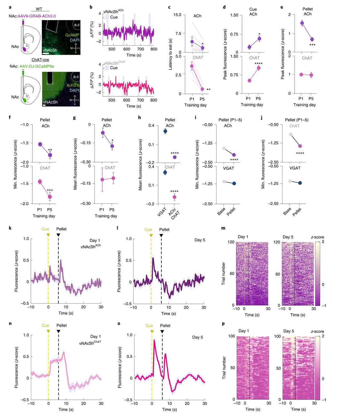 Nat Neurosci：破译VTA-NAc奖赏神经环路新机制|巴甫洛夫_新浪新闻