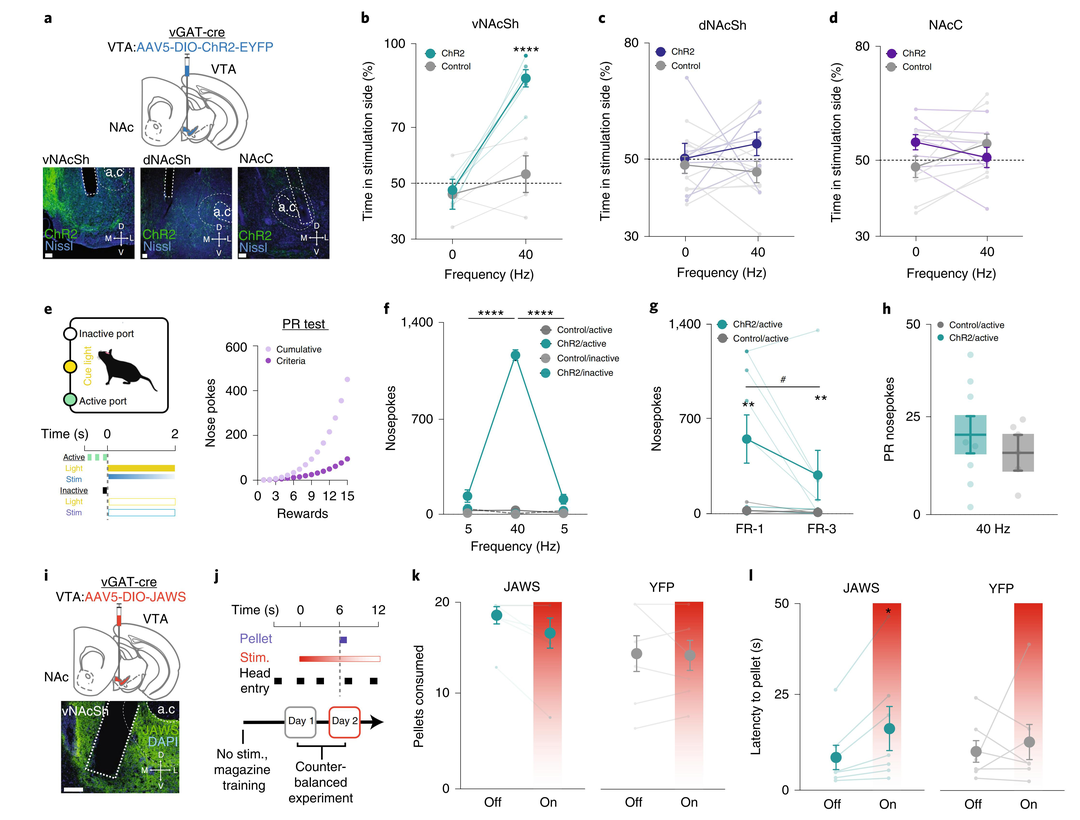 Nat Neurosci：破译VTA-NAc奖赏神经环路新机制__财经头条