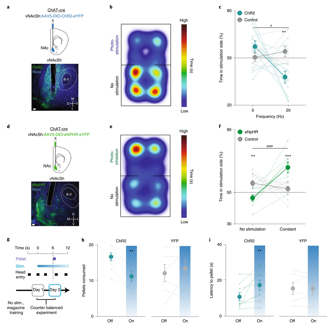 Nat Neurosci：破译VTA-NAc奖赏神经环路新机制|巴甫洛夫_新浪新闻