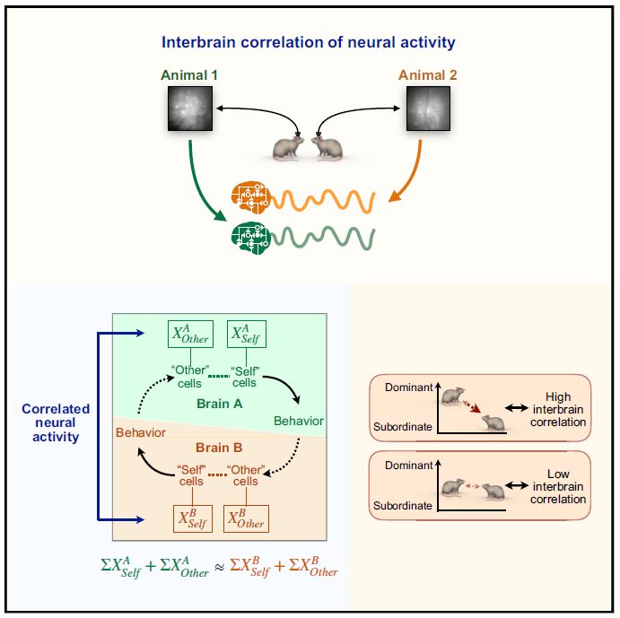 UCLA洪暐哲团队连续发表Cell、Nature、Nat Neurosci和Neuron__财经头条