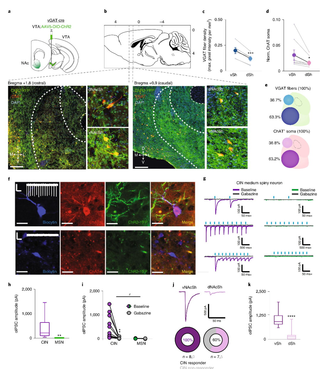 Nat Neurosci：破译VTA-NAc奖赏神经环路新机制__财经头条