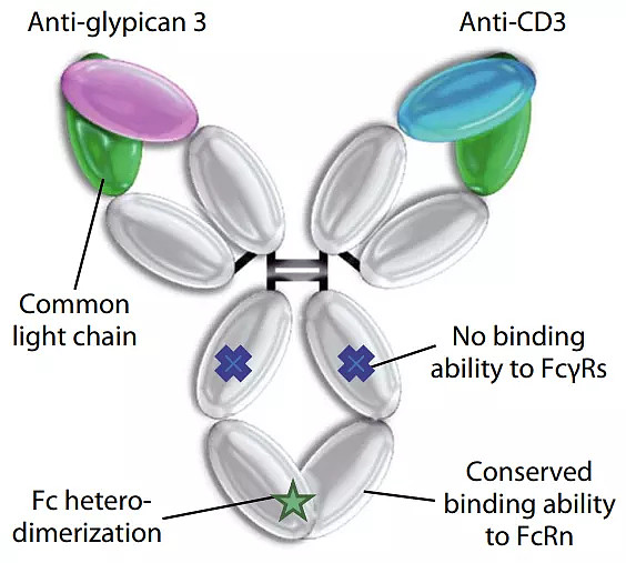GPC3研发火热，有望突破CAR-T治疗实体瘤禁区|CAR-T|肿瘤_新浪新闻