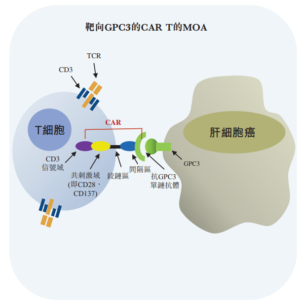 GPC3研发火热，有望突破CAR-T治疗实体瘤禁区|CAR-T|肿瘤_新浪新闻
