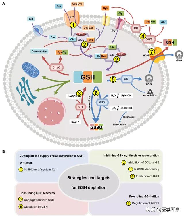 谷胱甘肽消耗策略：提高ROS疗法、铁死亡及化疗的疗效|纳米|癌细胞_新浪新闻