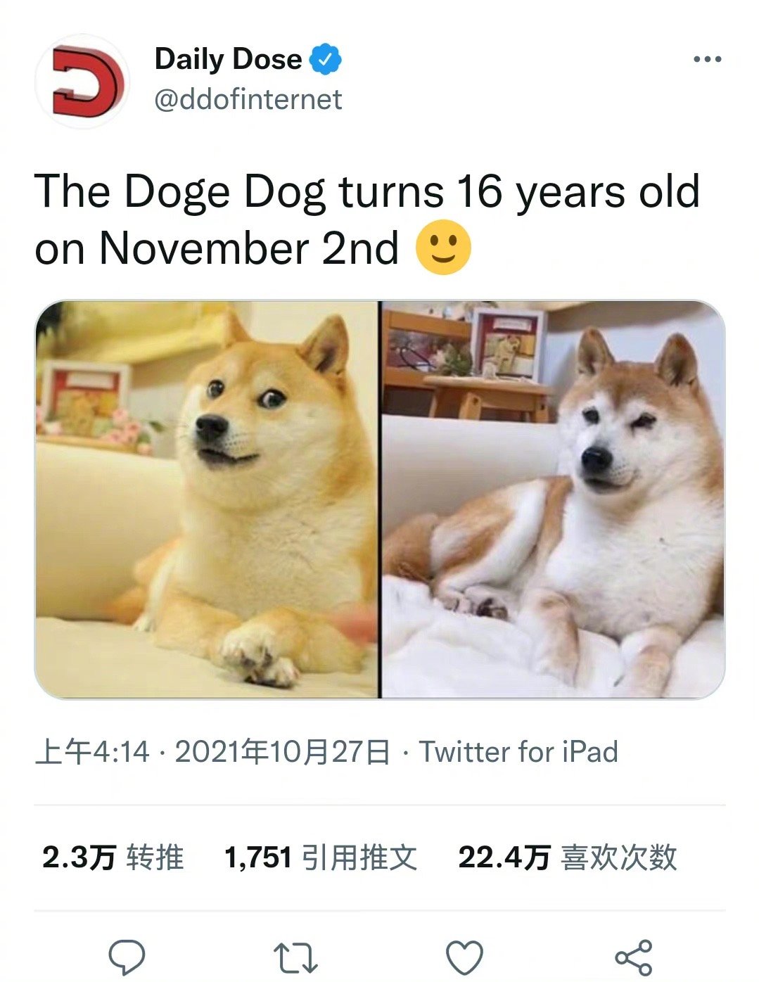 中文名：神烦狗， 外文名：Doge……|狗_新浪新闻