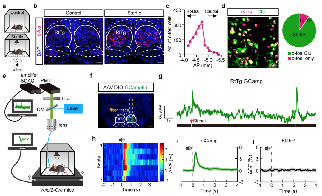 Nat Commun：中科大熊伟课题组解析控制惊跳反射的神经环路|中国科学技术大学_新浪新闻